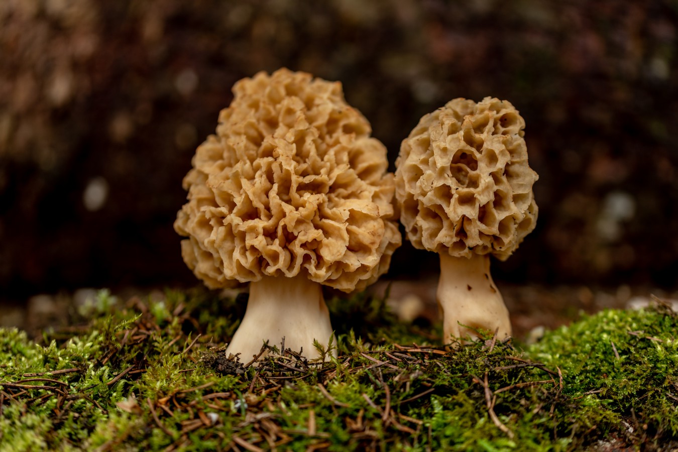 Pasta mit Morcheln und Spargel - Regionale Rezepte