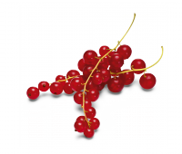 Regionale Rezepte - Obst: Lebensmittelkunde, Einteilung, Herkunft ...